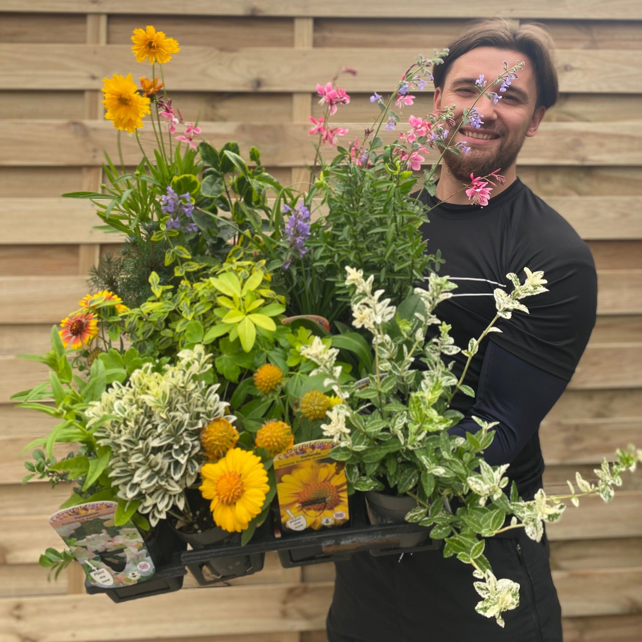 Special Offer: Mixed 9cm Evergreen Shrubs and Herbaceous Perennials (O ...